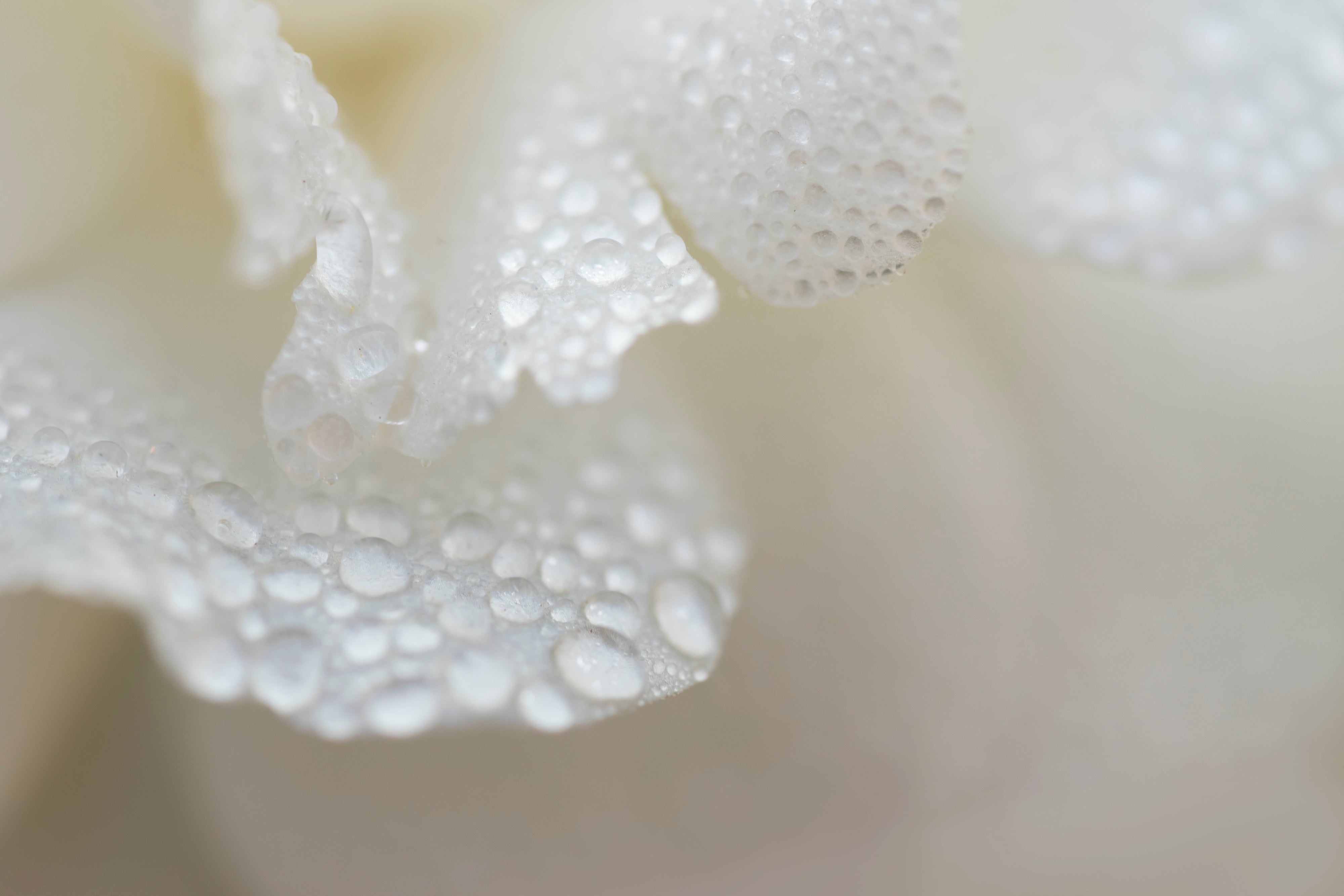 How to Relieve Dryness – Tributary Botanicals